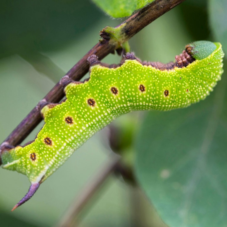 Verspielte Insekten Von Pacific Innovations
