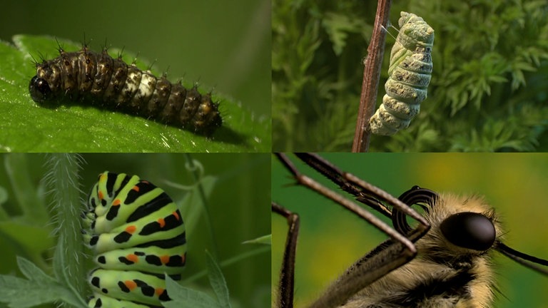 Feld und Wiese: Von der Raupe zum Schmetterling | Unterricht - planet ...
