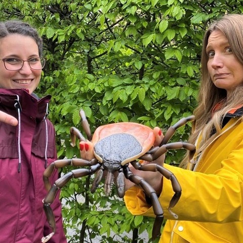 Die Zecke – Weltmeisterin der Evolution - SWR Kultur