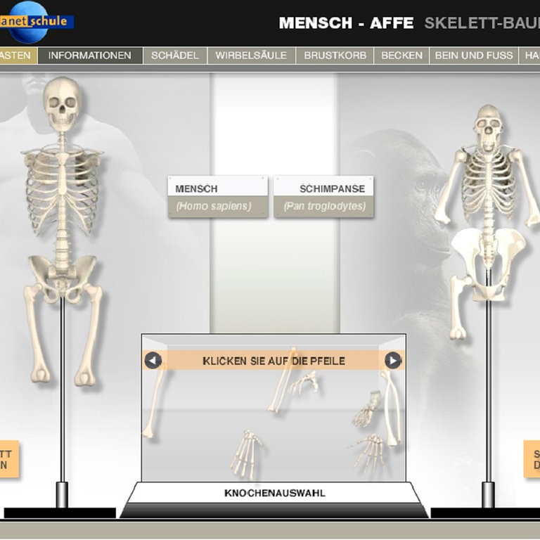Die Gelenke des Menschen | Lernspiel - Planet Schule