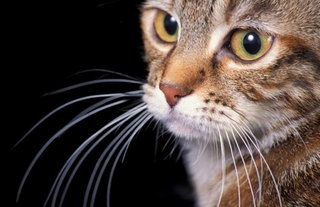 Biologie - Sinne: Wie funktioniert unser Tastsinn? | Hintergrund ...