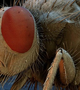 Biologie: Wie funktionieren Augen bei Mensch & Tier? | Unterricht ...