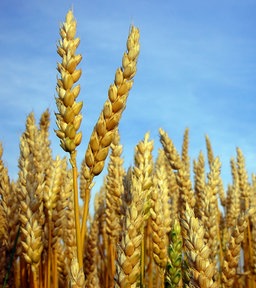 Weizen (Sekundarstufe) | Unterricht - planet schule