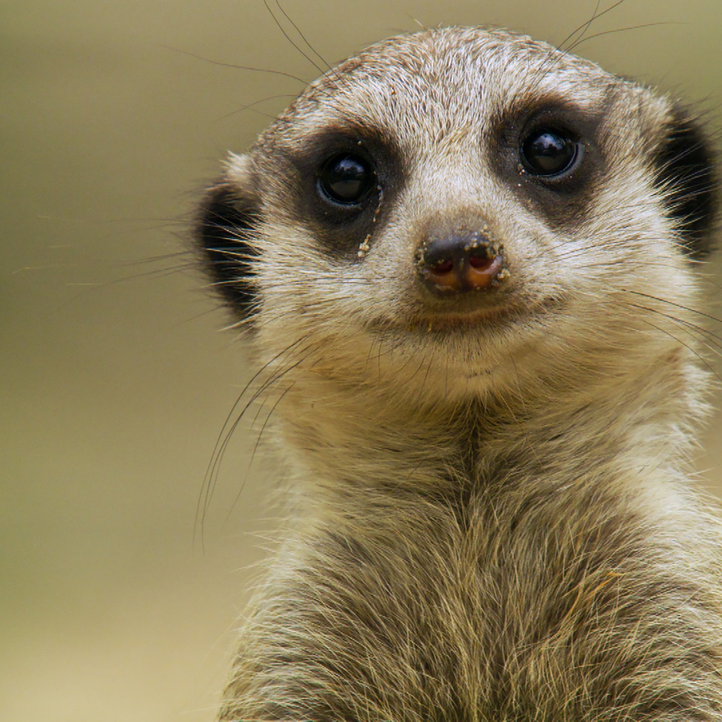 So wachsen Tierkinder im Zoo auf - planet schule