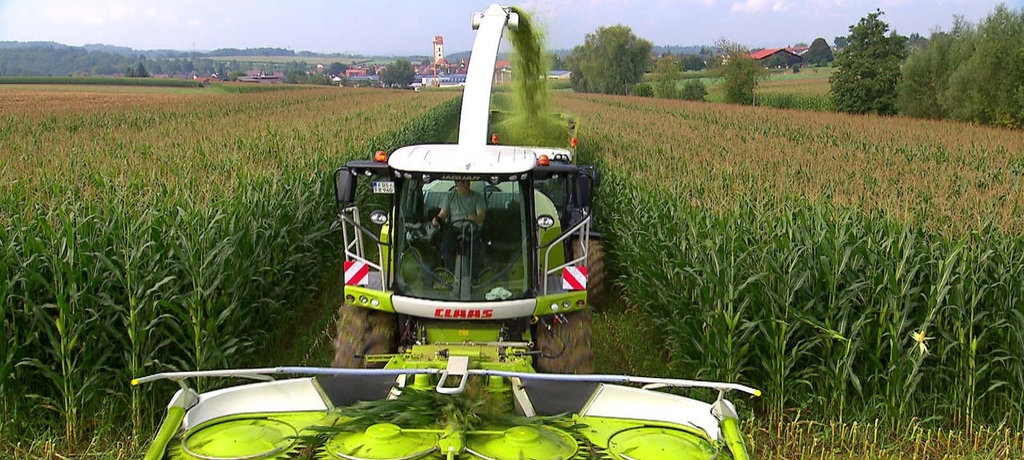 Die Maispflanze zwischen Hunger und Profit | Unterricht - planet schule