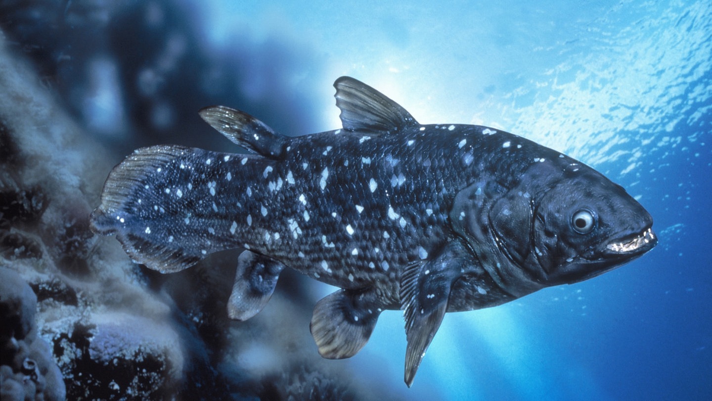 Planet Schule: Unterricht - Quastenflosser - Film - Urzeit - Fisch ...