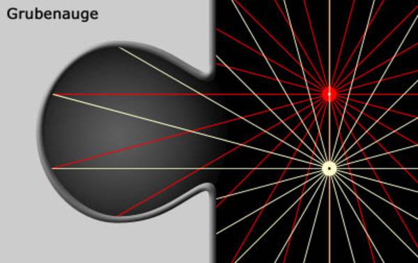 Die evolution des Auges – Nwt 9c Johannes Onur