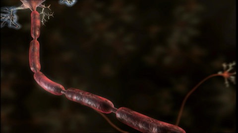 Biologie: Kabel im Körper - Unser Nervensystem | Film - planet schule