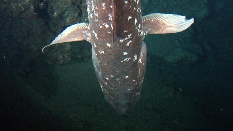 Planet Schule: Film - Quastenflosser - Urzeit - Meer - Fisch - Planet ...