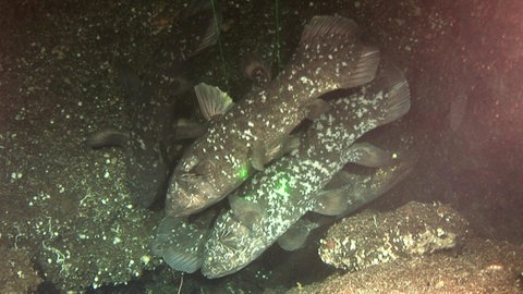 Planet Schule: Film - Quastenflosser - Urzeit - Meer - Fisch#N#- Planet ...