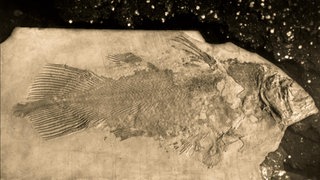 Planet Schule: Film - Quastenflosser - Urzeit - Meer - Fisch - Planet ...