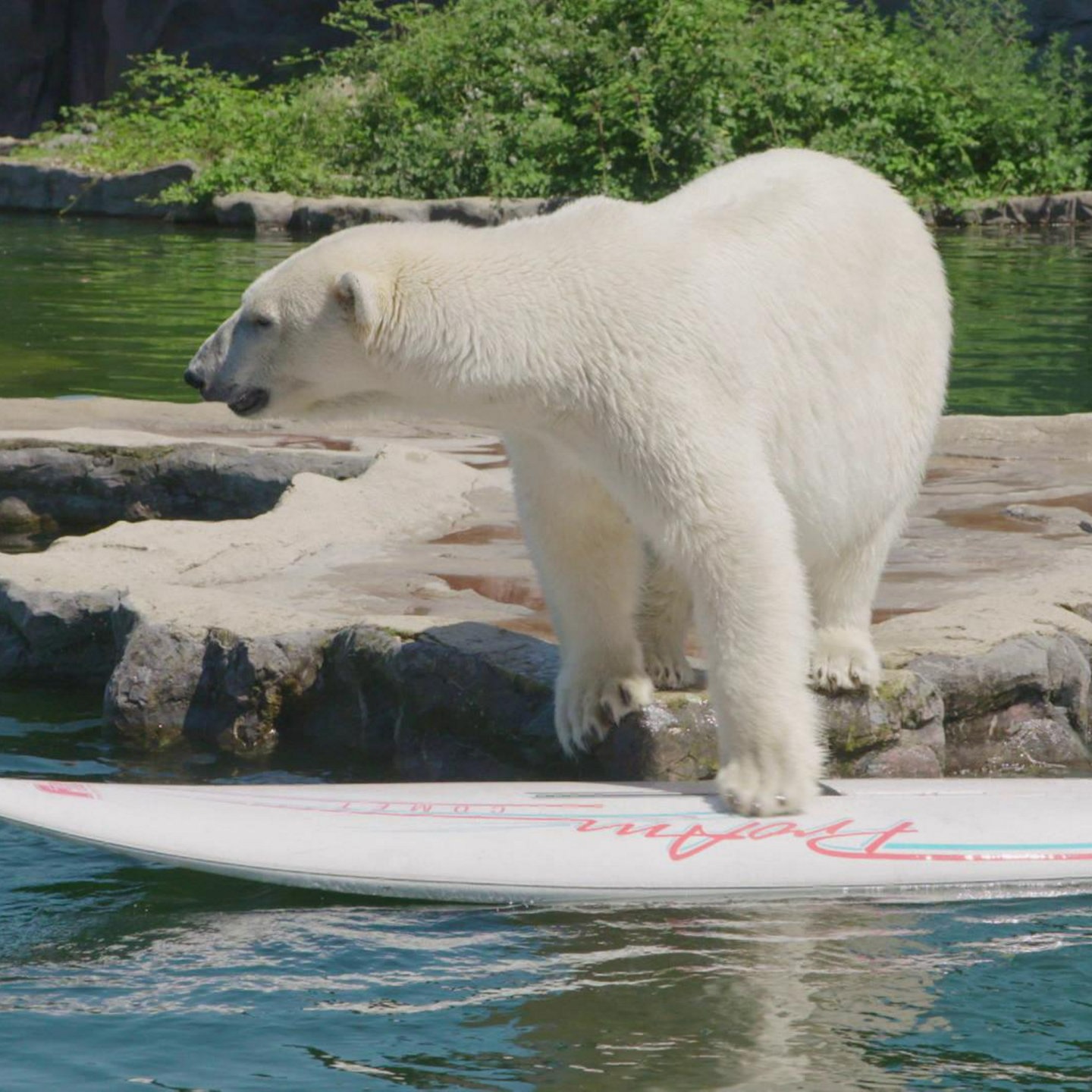 Was Tiere im Zoo den ganzen Tag so tun - planet schule