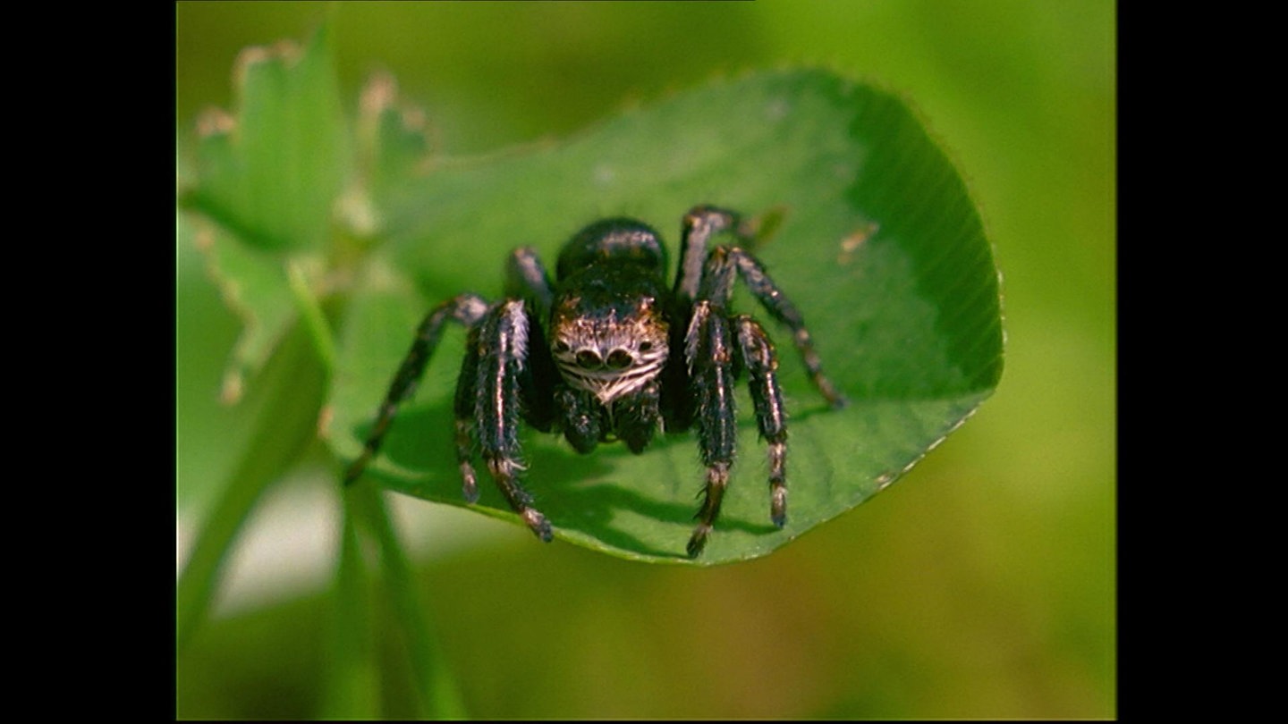 Neue Weberknecht-Art in Rheinhessen entdeckt - SWR Aktuell