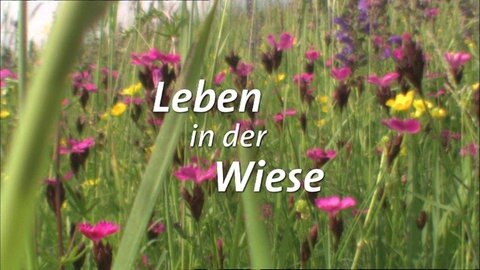 Biologie: Tiere und Pflanzen - Leben in der Wiese | Film - planet schule