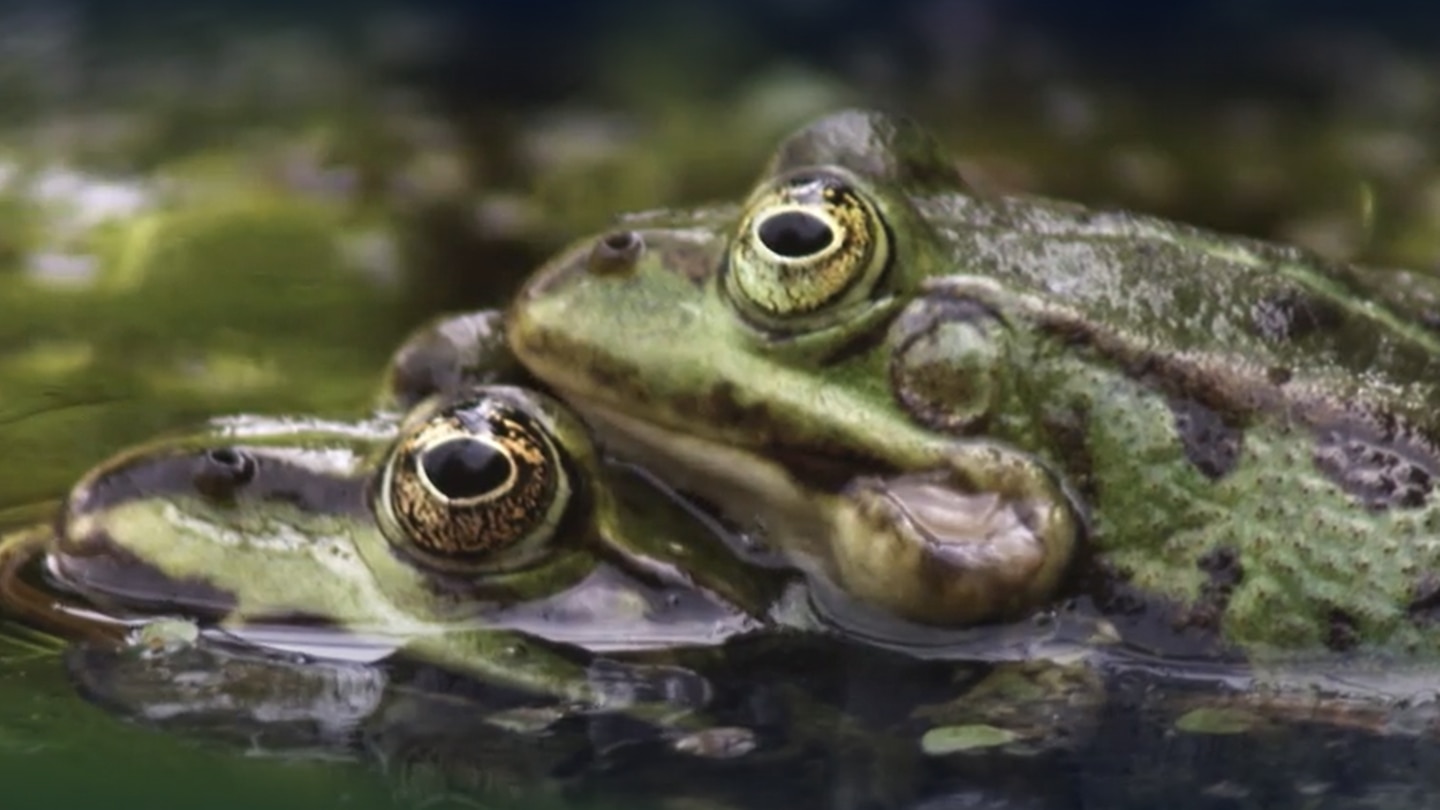 Tierarten: Was sind Amphibien? | Film - planet schule