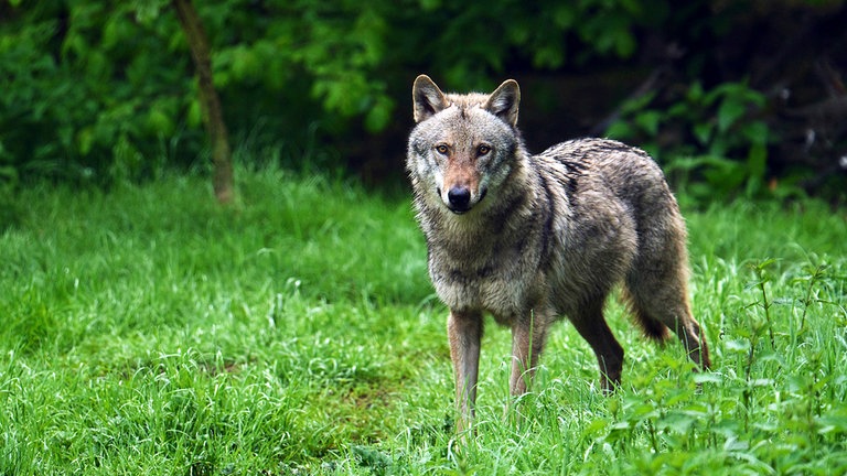 Newsticker BW: Wolf im Schwarzwald, Weltraumschrott trifft Erde - SWR ...