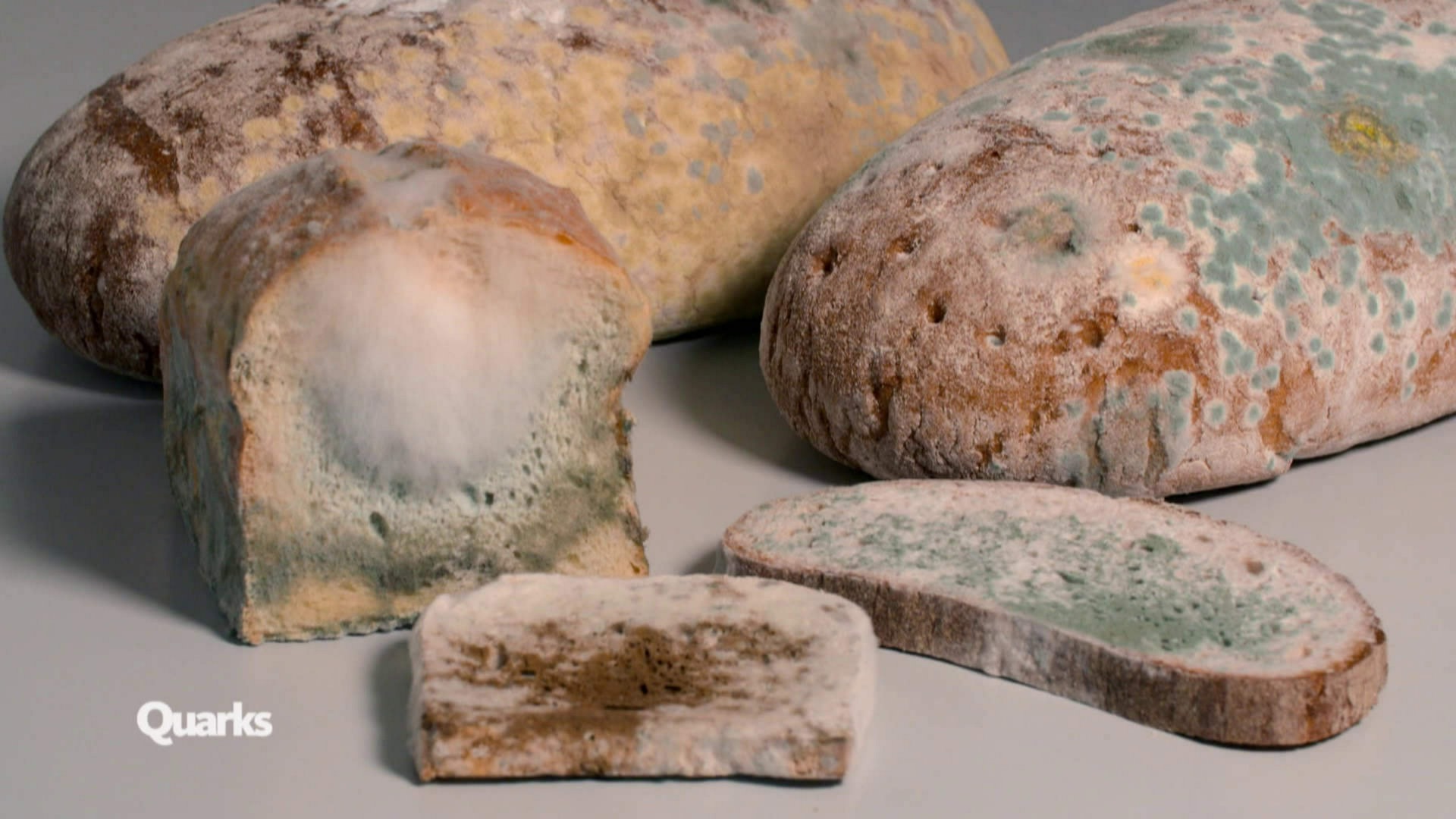 Biologie - Artenkunde: Insekten, Spinnen, Krabbeltiere | Film - planet ...