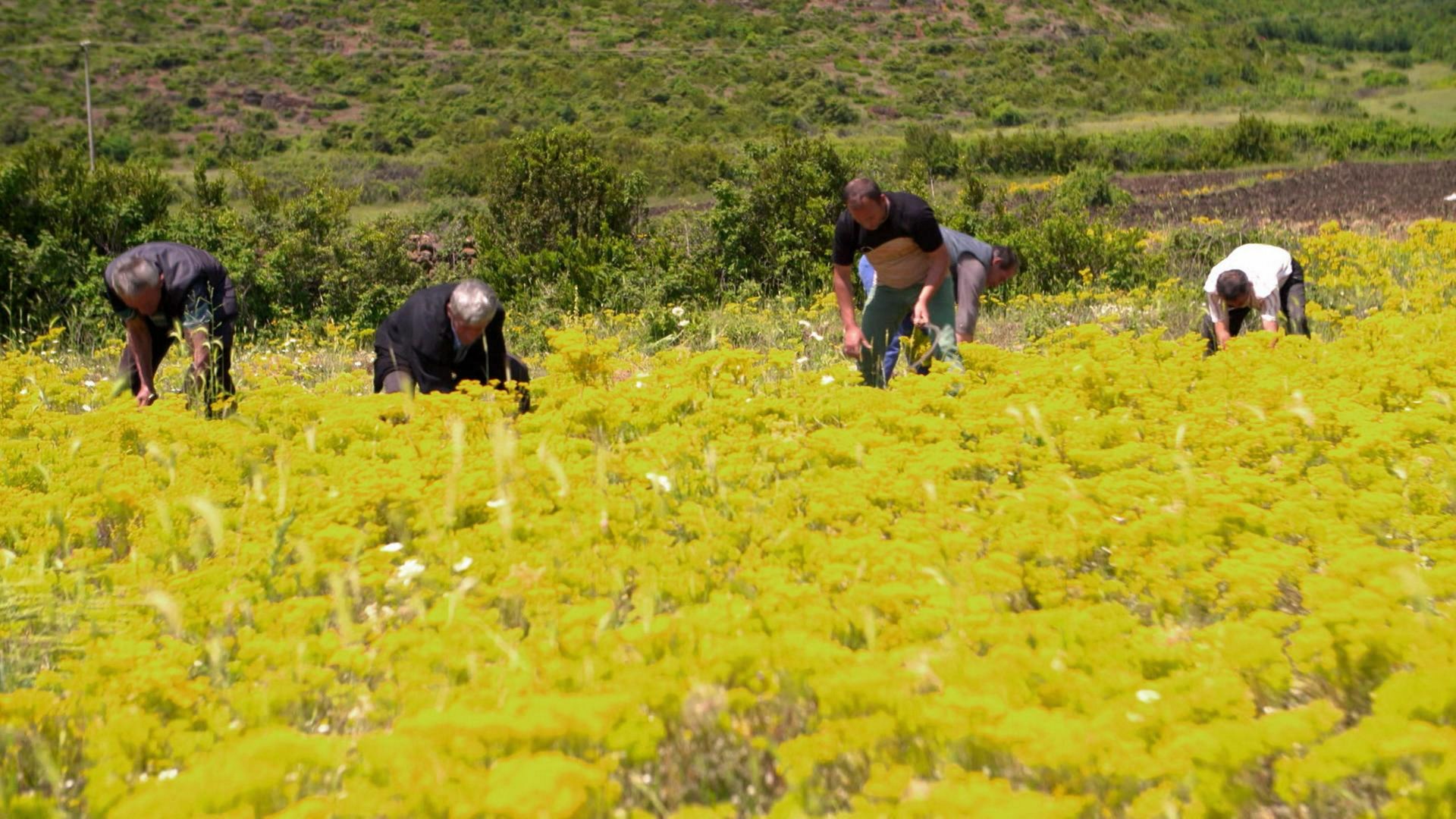 Artensterben: Warum sind Millionen Tiere und Pflanzen bedroht? - planet schule