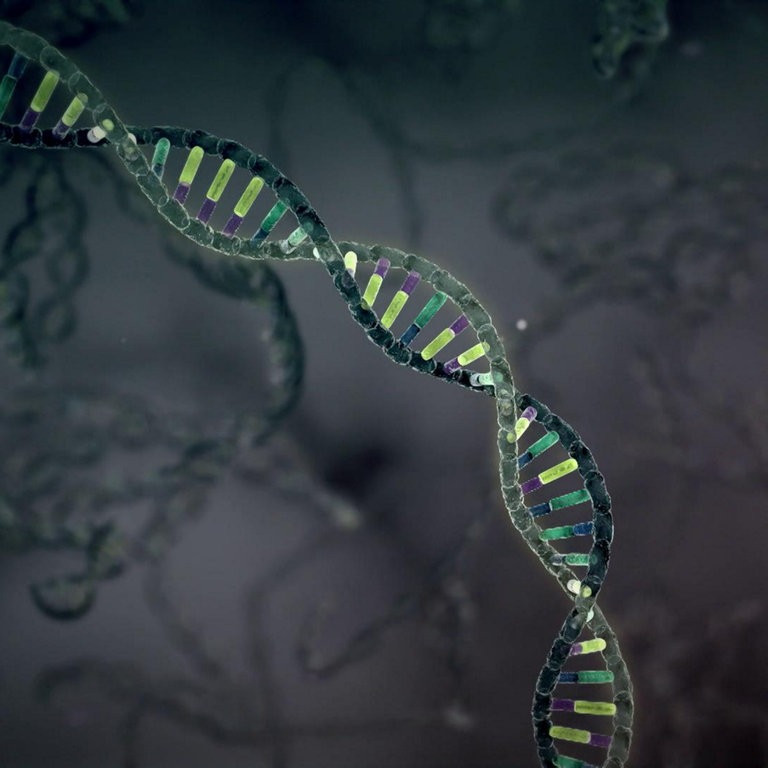 Erste Therapie mit der Genschere CRISPR/Cas ist sehr wirksam