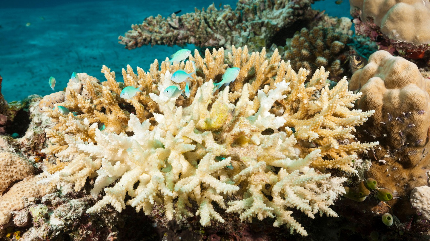 Artensterben: Warum sind Millionen Tiere und Pflanzen bedroht? - planet ...